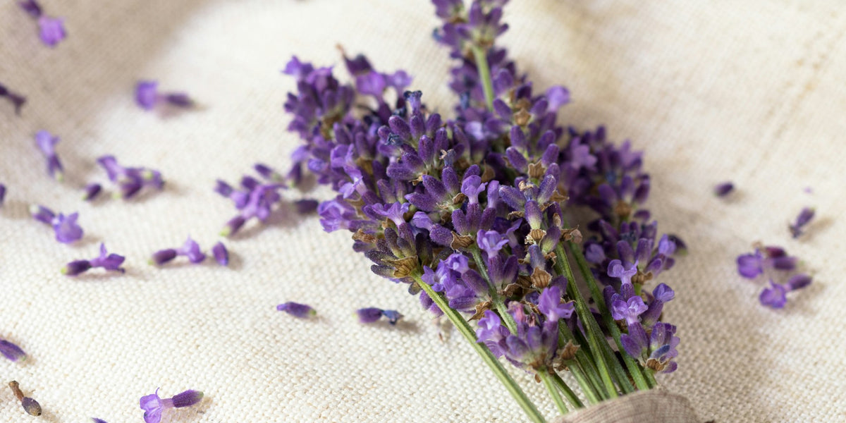 Diffuseurs de parfums à la lavande I Maison Berger Paris
